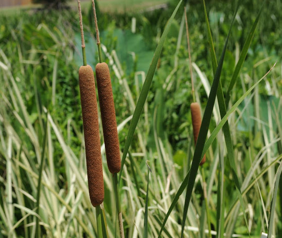 Cattails | Project Noah