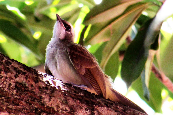 Yellow-vented Bulbul | Project Noah
