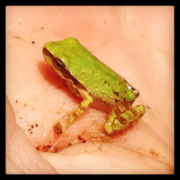 Pacific Tree Frog | Project Noah