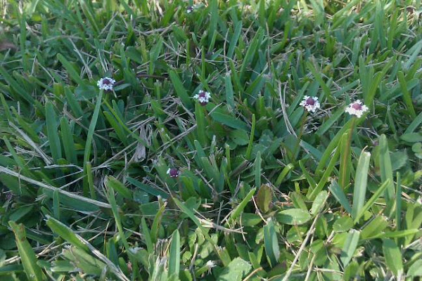 Turkey Tangle Fogfruit | Project Noah