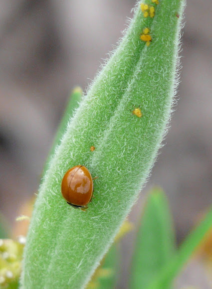 Spotless ladybug | Project Noah