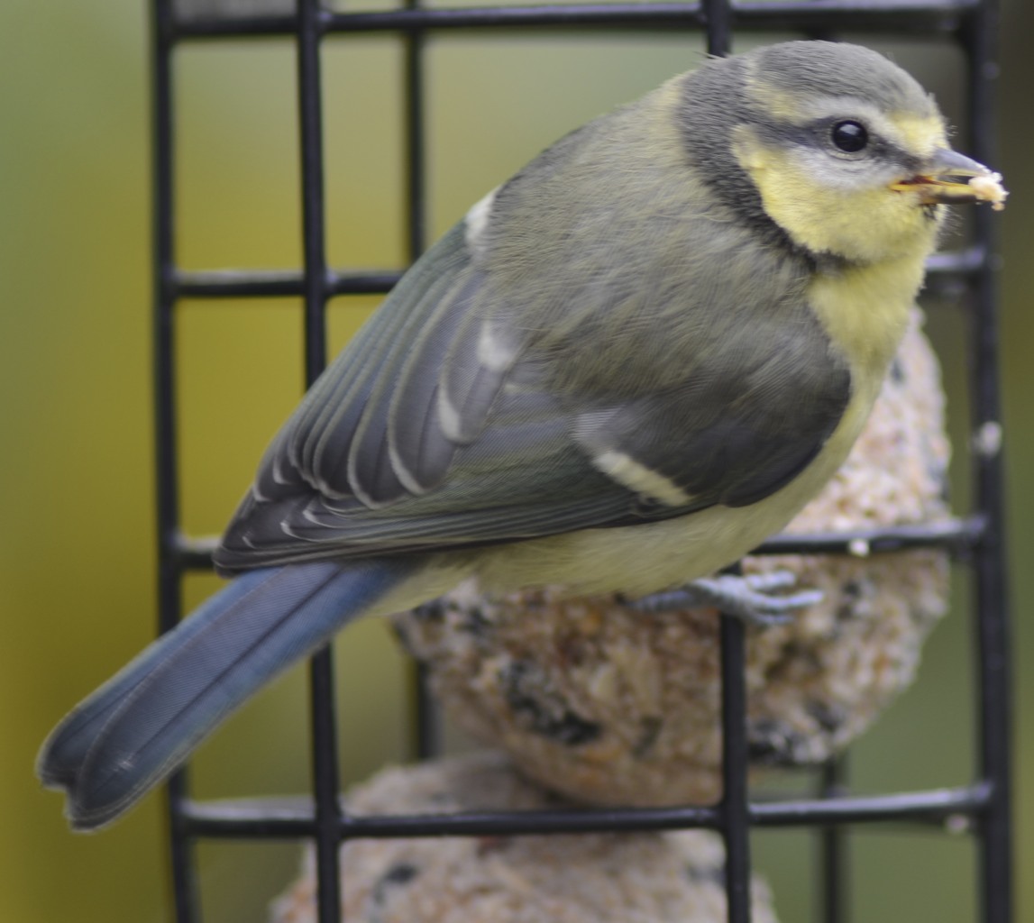 Blue Tit | Project Noah