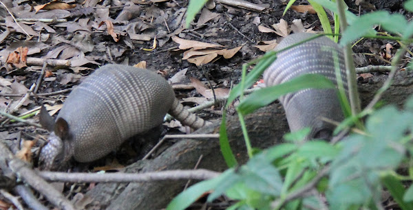 Nine-banded armadillo | Project Noah