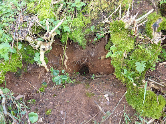 Devon hedge bank | Project Noah