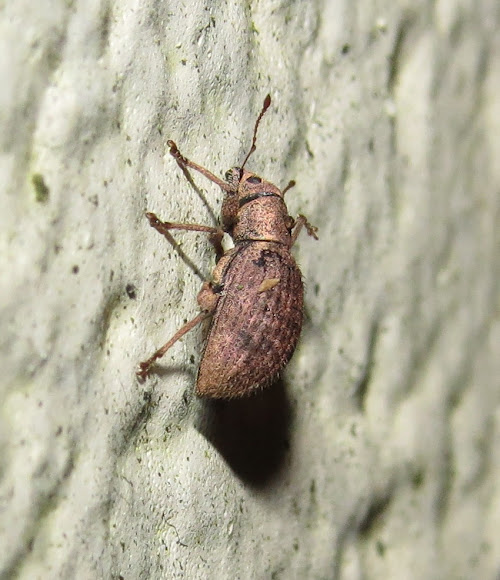 Weevil | Project Noah