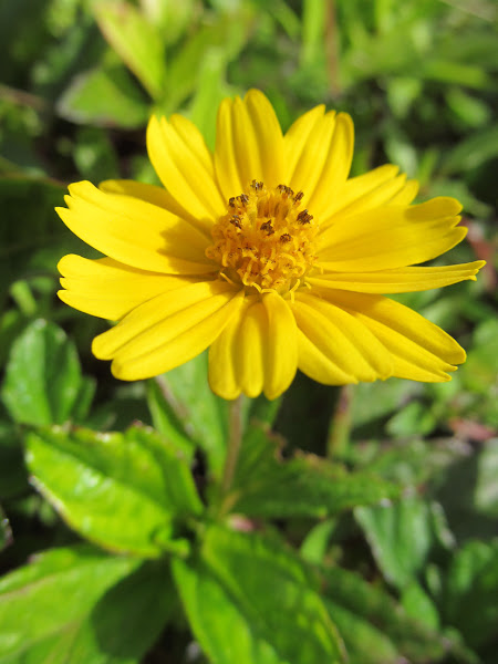 Creeping Oxeye | Project Noah