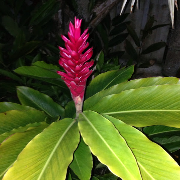 Torch Ginger | Project Noah