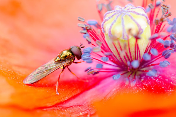 Hoverfly | Project Noah