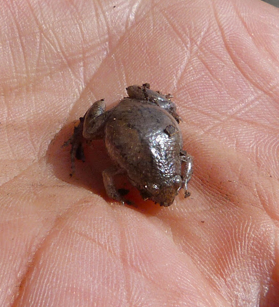 Eastern narrow-mouthed toad | Project Noah