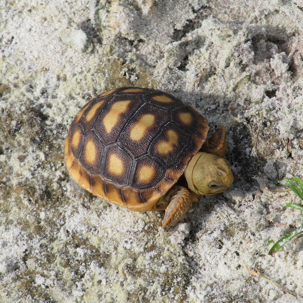 Juvenile Gopher Tortoise | Project Noah
