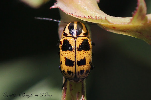 Case-bearing Leaf Beetle | Project Noah