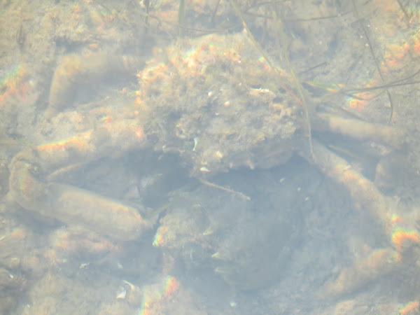 Portly spider crab | Project Noah