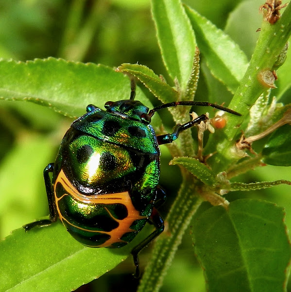 Indian Jewel Bug | Project Noah