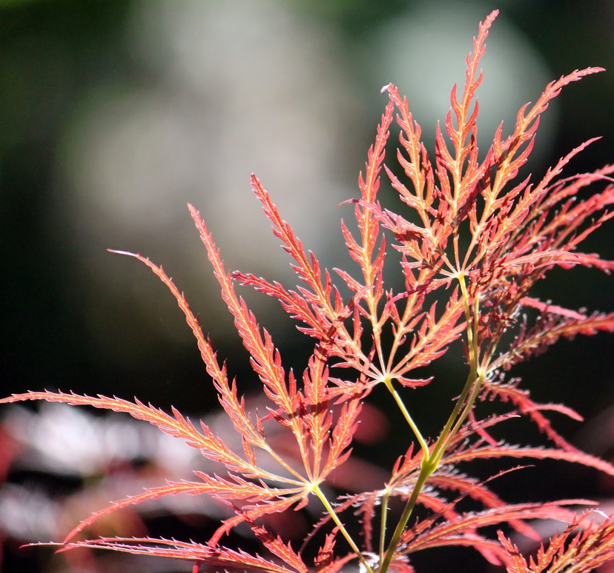 Japanese Maple | Project Noah