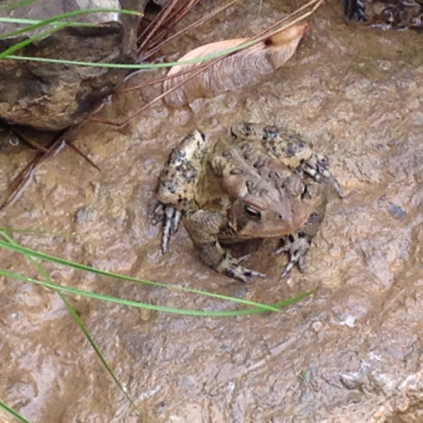 Eastern American Toad | Project Noah