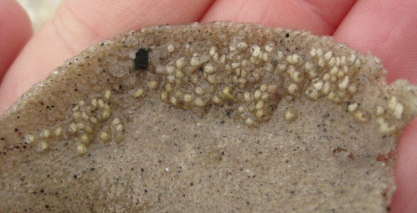 Moon Snail Egg Mass (Sand Collar) | Project Noah