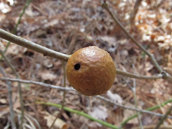 White oak gall | Project Noah