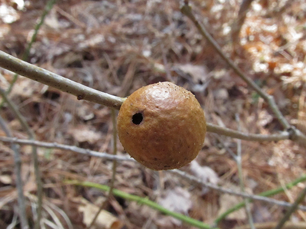 White oak gall | Project Noah