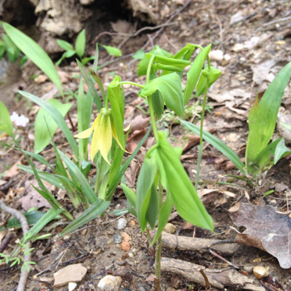 large flowered bellwort | Project Noah