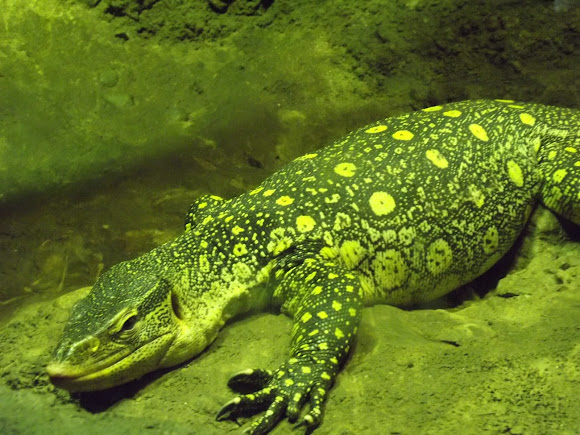 Ornate Nile Monitor | Project Noah