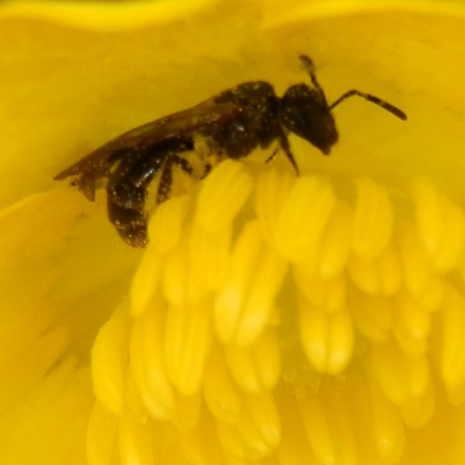 halictid bee (sweat bee) | Project Noah