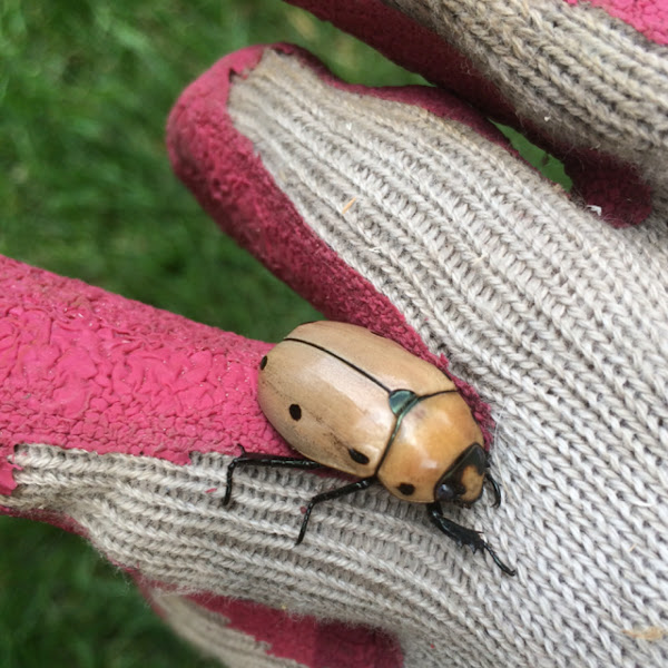 Grapevine Beetle | Project Noah