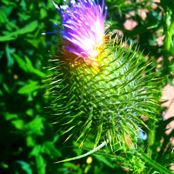 Thistle | Project Noah