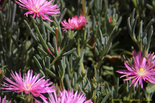 Mini Ice plant | Project Noah