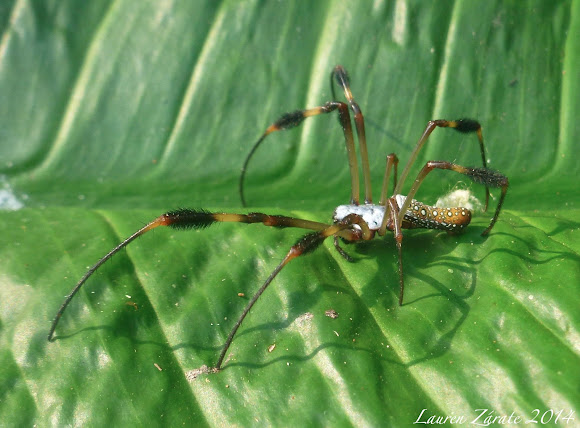Nephila Spider | Project Noah