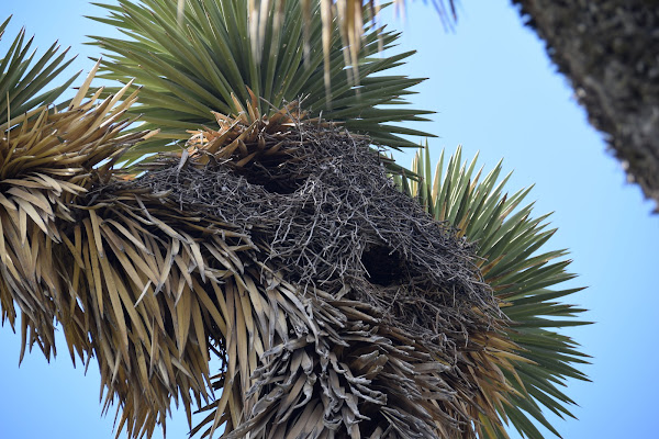 Monk Parakeet | Project Noah