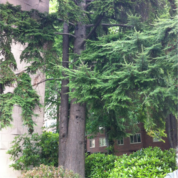 western hemlock | Project Noah