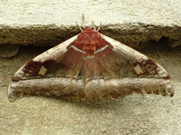 Cabbage Tree Emperor Moth | Project Noah