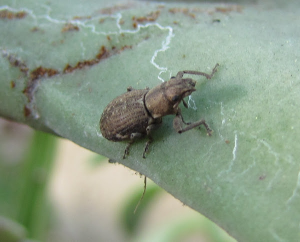 Fuller Rose Weevil | Project Noah