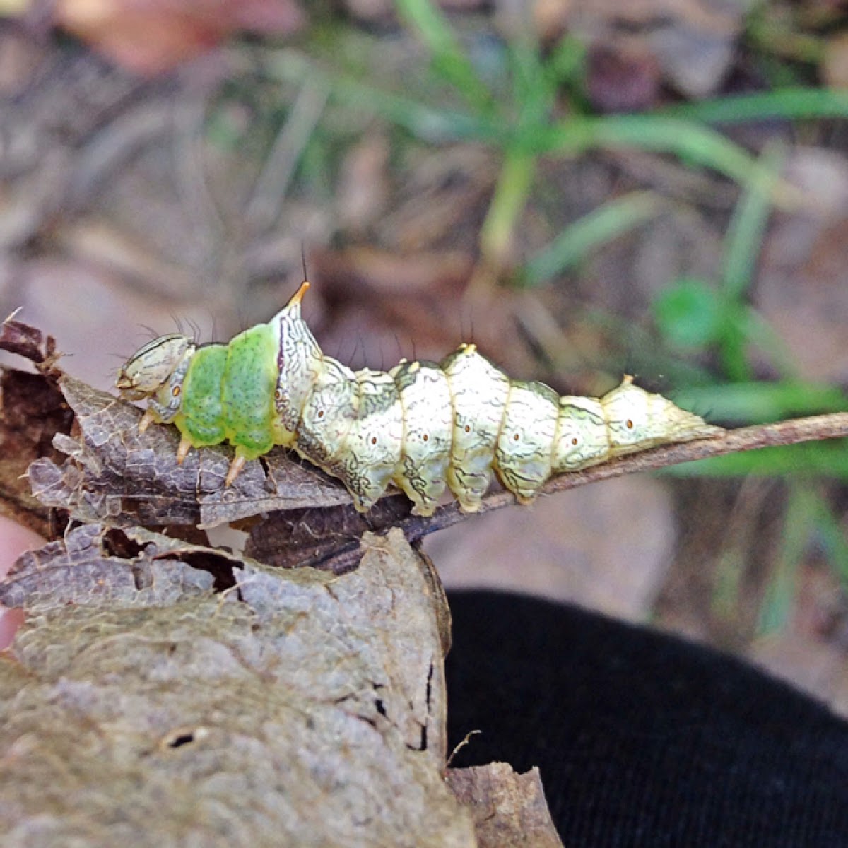 Morning-glory Prominent Moth Caterpillar | Project Noah