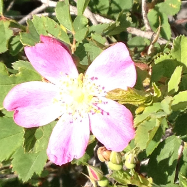 Alberta Rose Wild Rose Prickly Rose | Project Noah