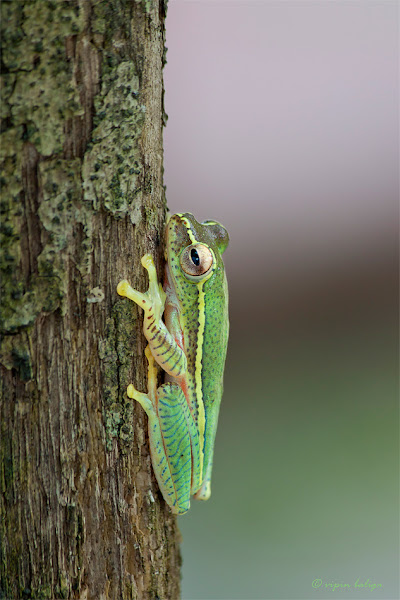 Winged Gliding Frog - Male | Project Noah