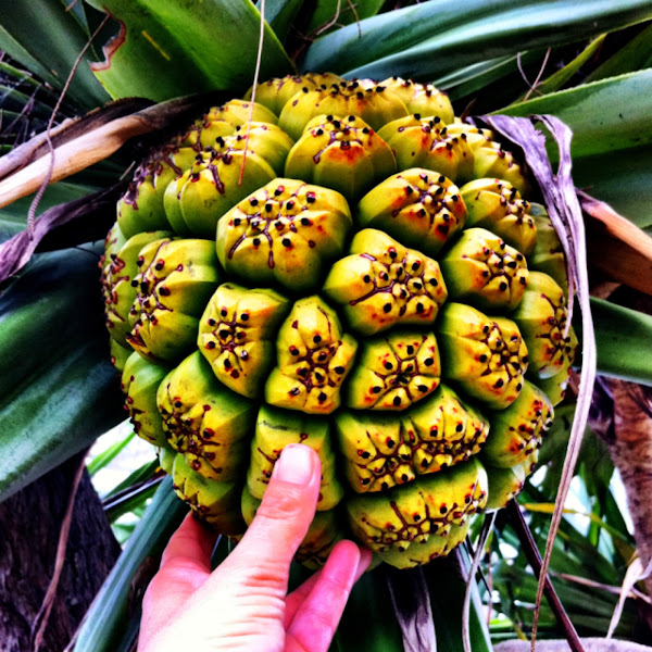 Pandanus seeds | Project Noah