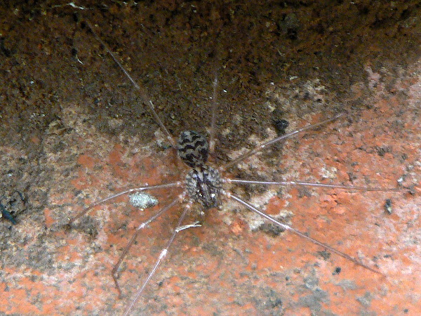 Spitting Spider | Project Noah