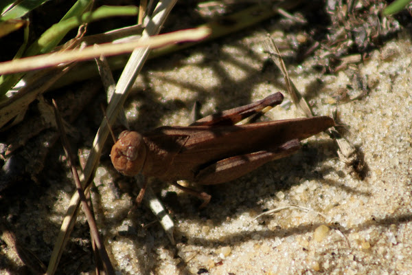 Carolina Locust (female) | Project Noah