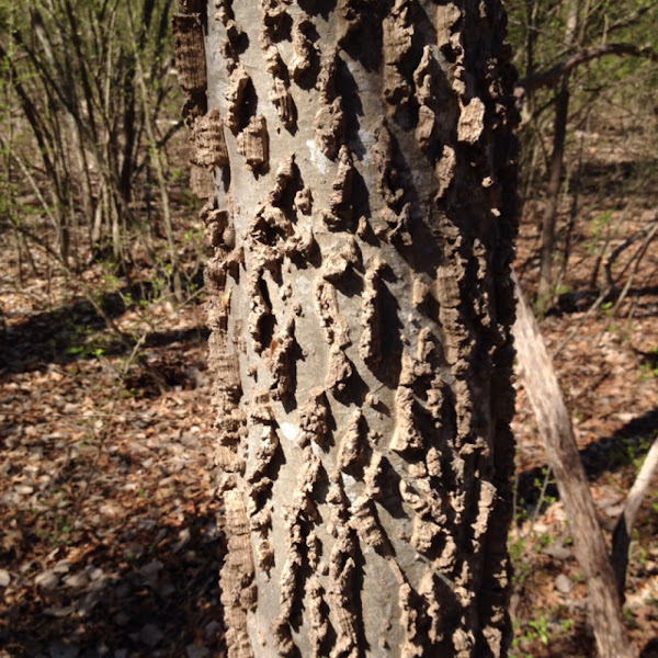 Hackberry Tree | Project Noah