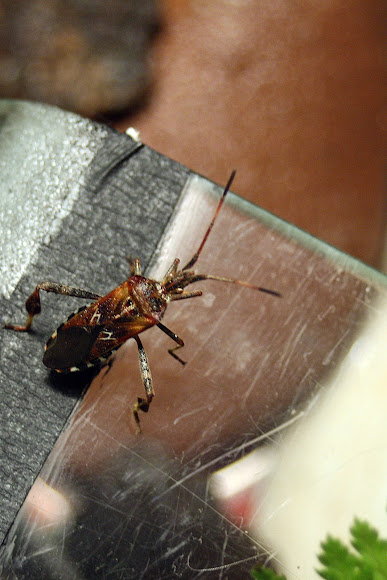 Western conifer seed bug | Project Noah