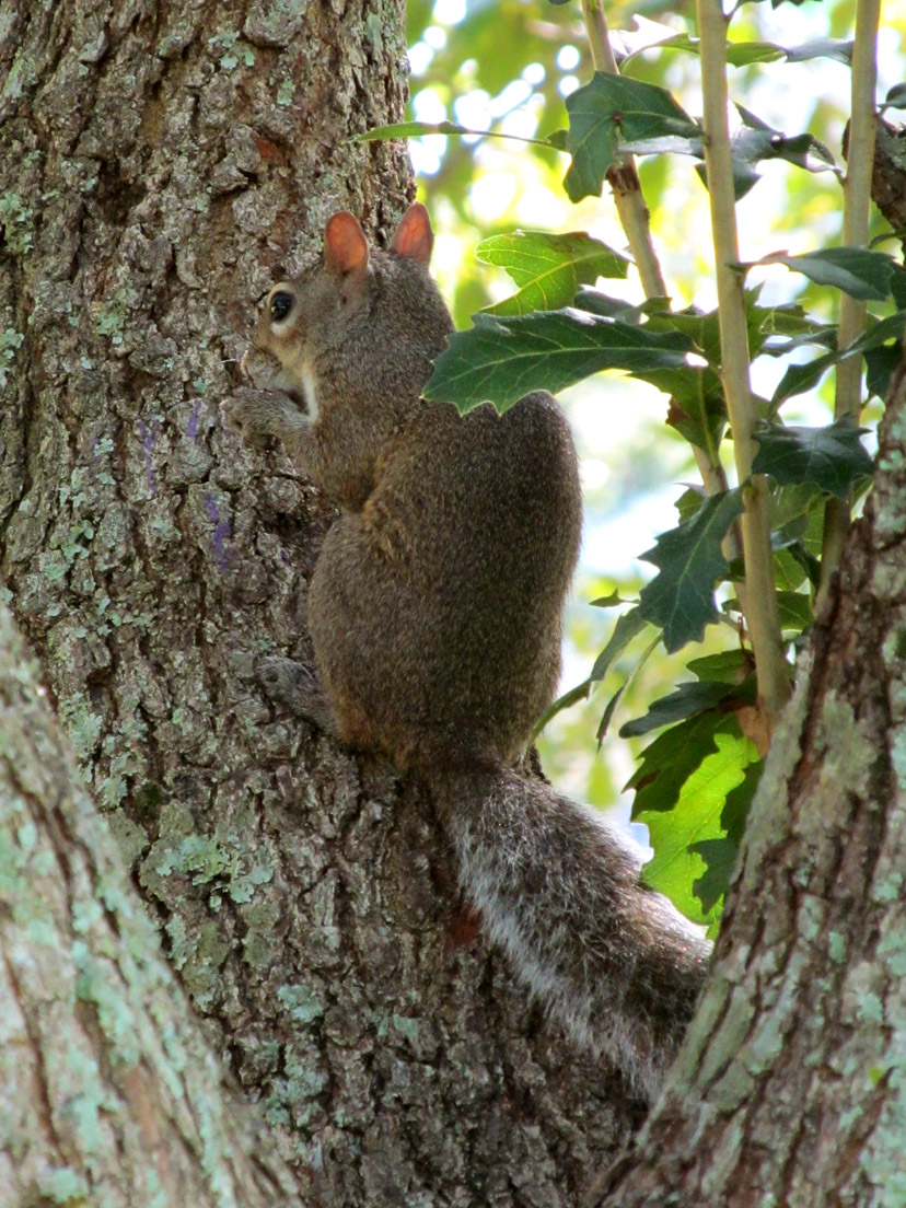 Eastern Gray Squirrel | Project Noah