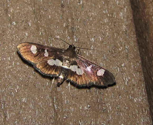 Grape Leaffolder Moth | Project Noah