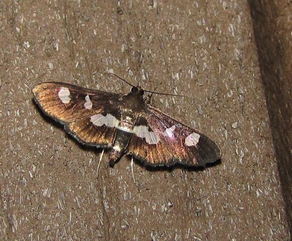Grape Leaffolder Moth | Project Noah