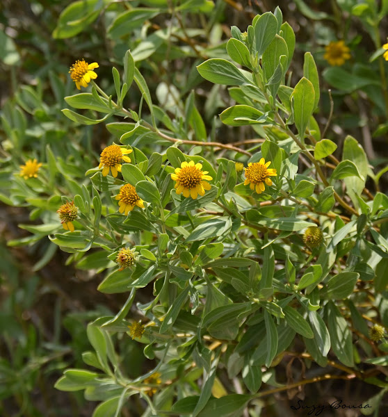 Sea Oxeye | Project Noah