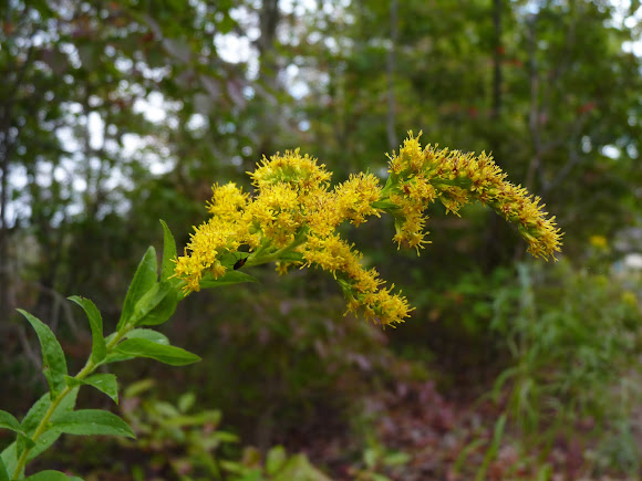 Common Wrinkle-leaved Goldenrod | Project Noah