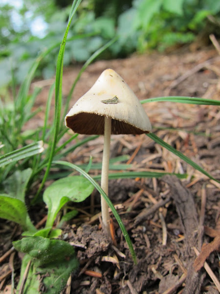 White Dunce Cap Mushroom | Project Noah