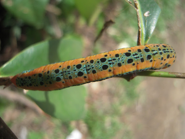 Blue day moth/Blue tiger moth | Project Noah