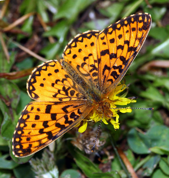 Silver Bordered Fritillary | Project Noah