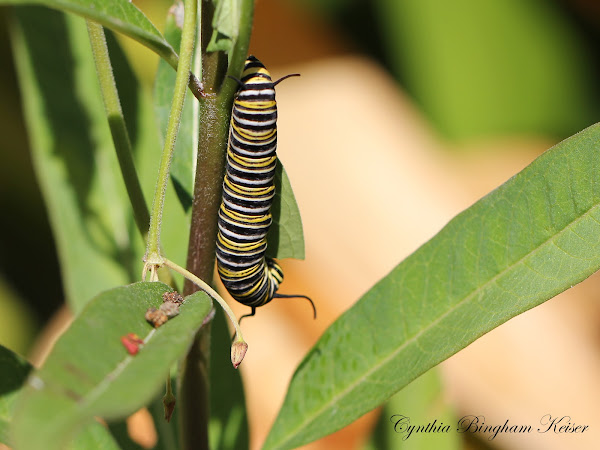 Monarch | Project Noah